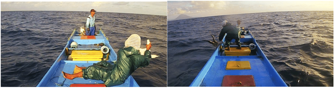 Banda Handline Tuna Fishers Attended Training On How To Release Live ...